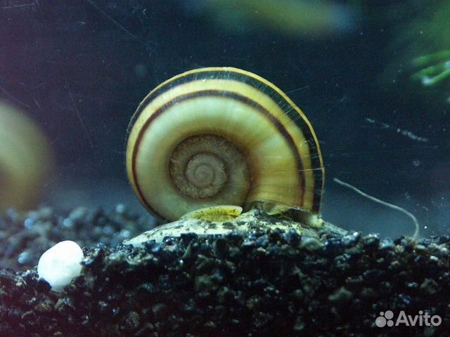 Аква улитка Мариза продаю/меняю на Ампулярий