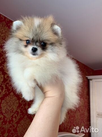 Шпиц дев. патик 2.5 мес мини