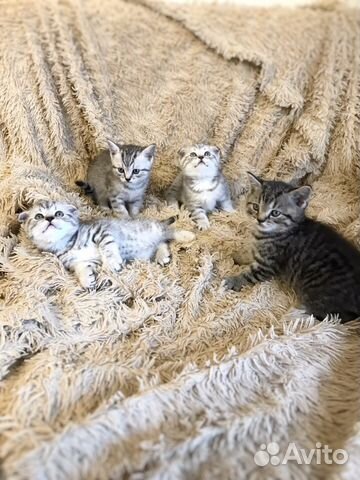 Шотландские плюшевые котята, вислоушки, прямоушки