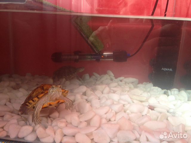 Морские красноухие черепахи