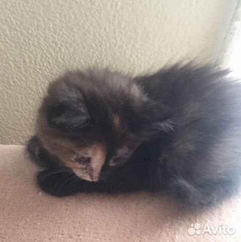 Пушистая малышка на счастье и удачу