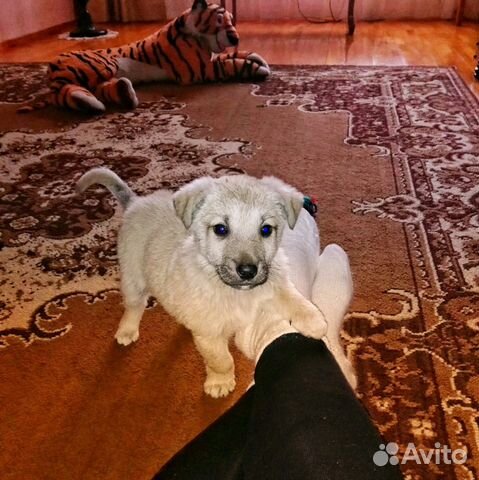 Щенок (мальчик, 3 месяца)