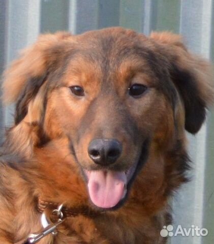 В добрые руки красавица Лола