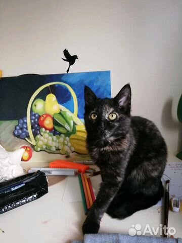 Котенок