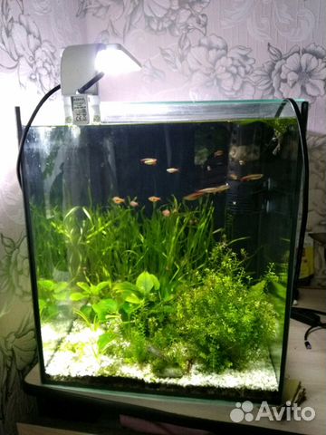 Аквариум