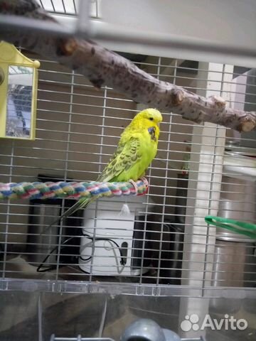 Попугай выставочный волнистый чех самка