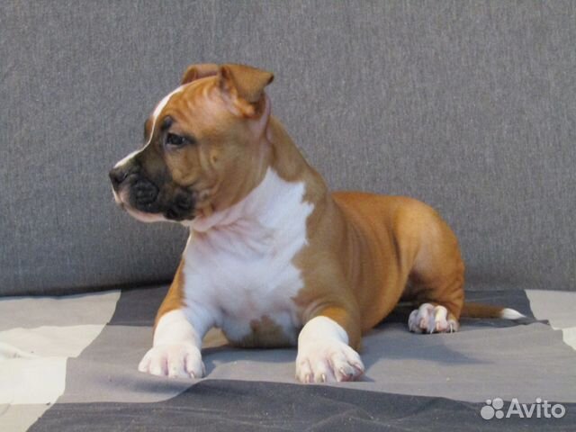 Щенки амстаффа от титулованных родителей