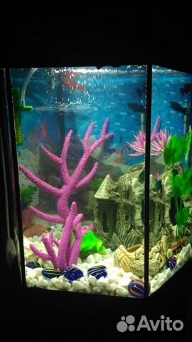 Аквариум с рыбками