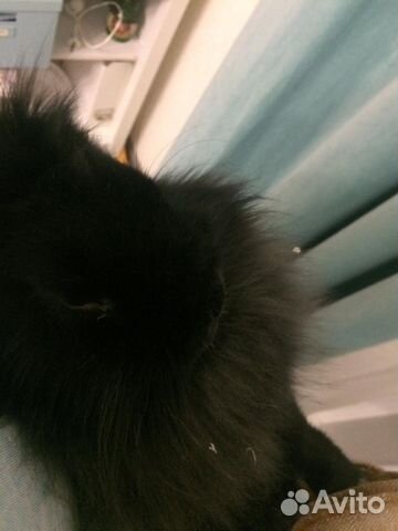 Отдам Кролика