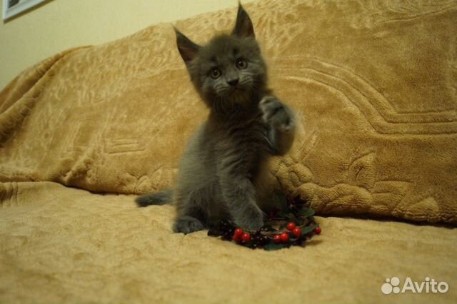 Чудный мальчишка Мейн-кун