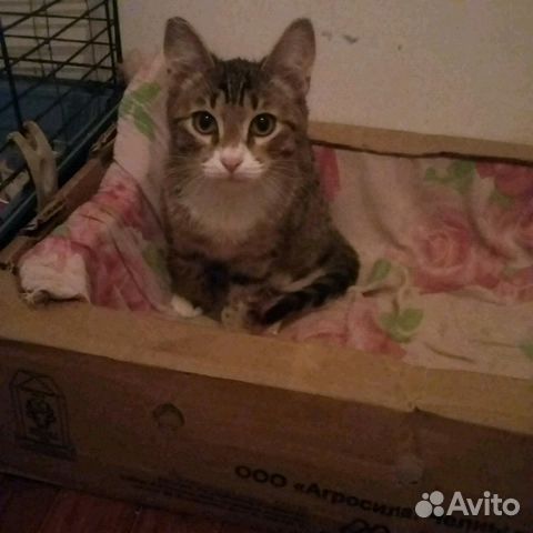 Котенок в добрые руки