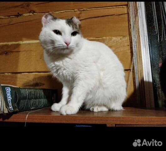 Котик и кошка в добрые руки