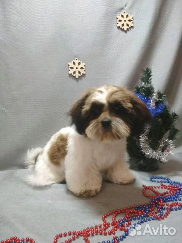 Продаю щенки шит-щу