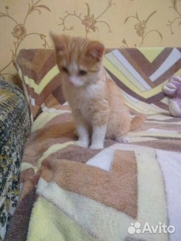 Лучик 3,5 мес 01.11.2018