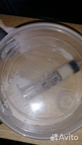 Муравьи Lasius niger \ Лазиус нигер \ Черный садов