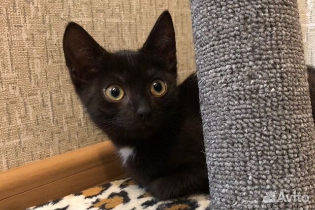 Пантерка комнатная