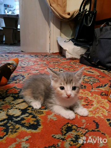 Красивые котята