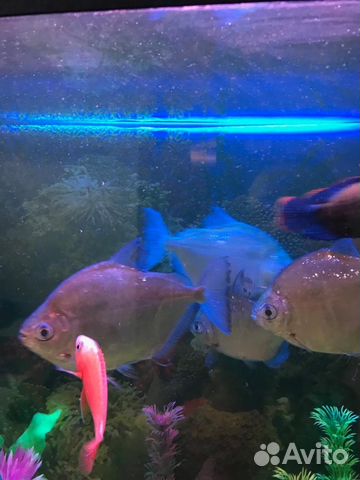 Рыбы метиннис серебряный