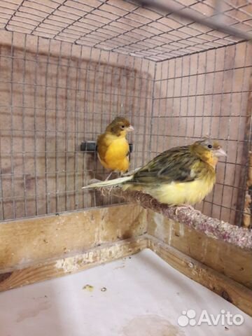 Канарейки и попугаи