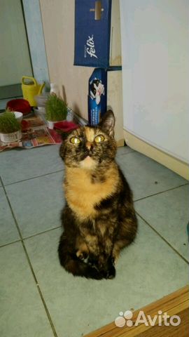 Кошечка