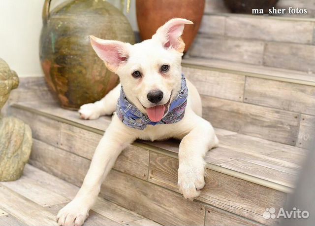 Щенок Себастьян ищет свою семью