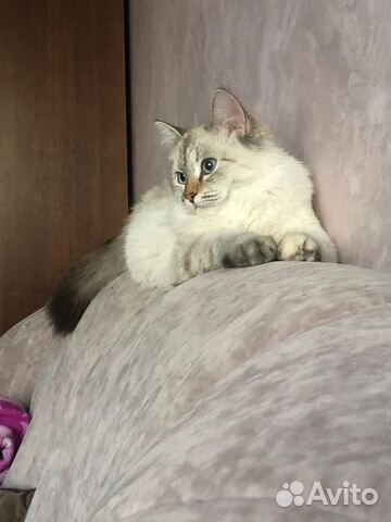 Невская маскарадная