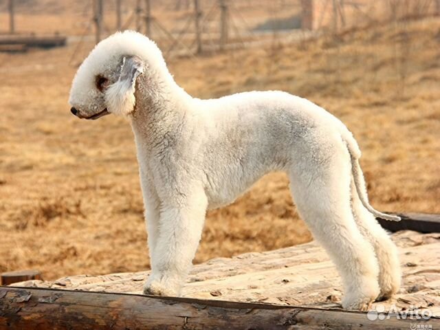 Бедлингтон вязка