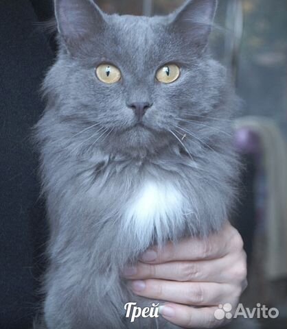 Красивый котик Грей