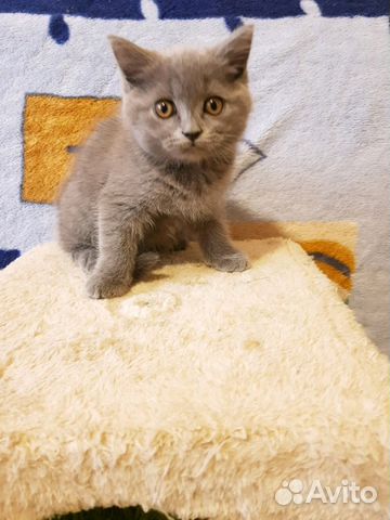 Британские чистокровные котята
