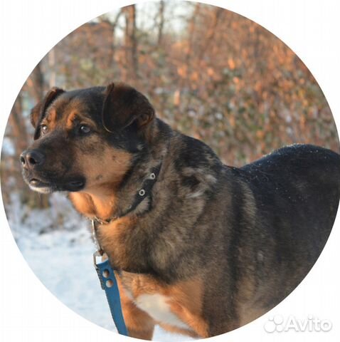 Добрый пес ждет Вас в приюте