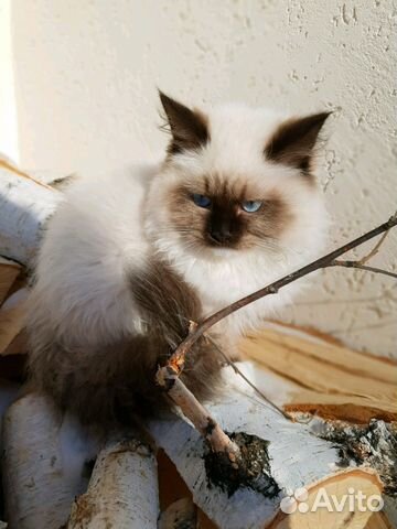 Неваки из Питомника