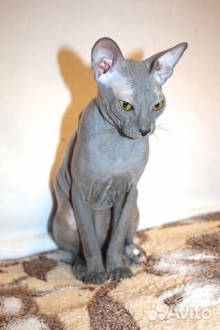 Украинский Левкой