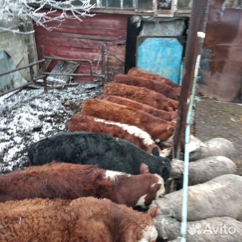 Телята на докорм лимузины герефорды