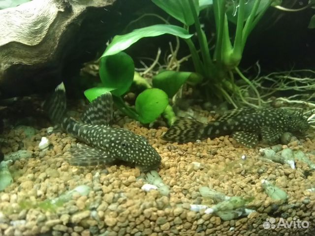 Продам Анциструсов