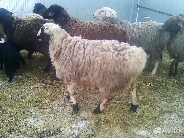 Молодой баран