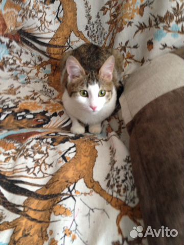 Кошечка в дом