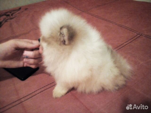 Мальчик шпица померанец мини патиколор