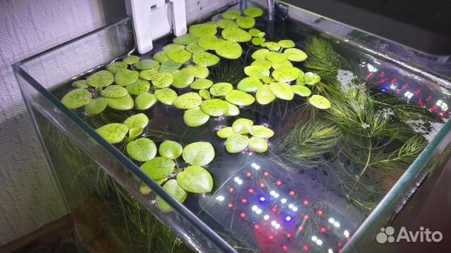 Лимнобиум (плавающее растение), роголистник