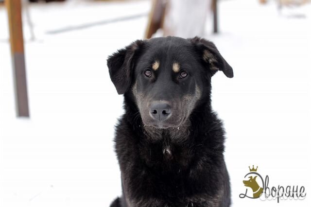 Молодой красивый пес Толстун
