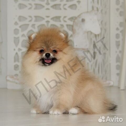 Девочка мини померанский шпиц,фото ее