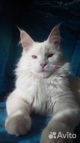 Белоснежный кунятина