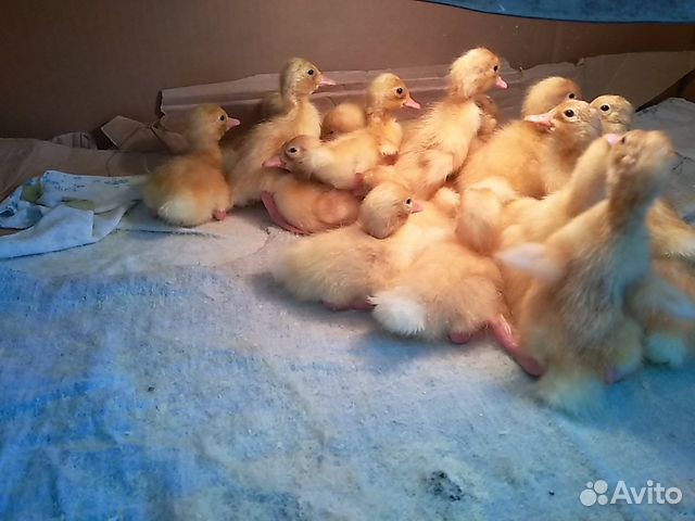 Утята черри велли, цыплята бройлеры 1- 21 день