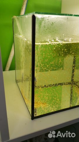 Дафния живая(культура для разведения)