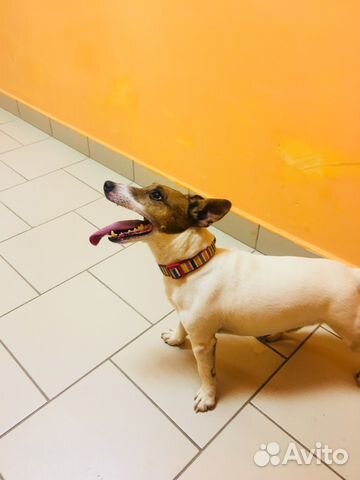 Найден Джек Рассел Терьер