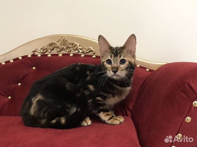 Котик Фурик