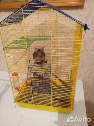 Отдам Дегу в добрые руки