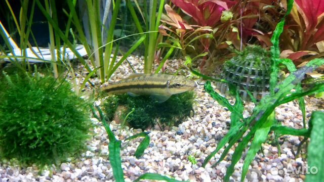 Сиамский водорослеед (Crossocheilus siamensis)