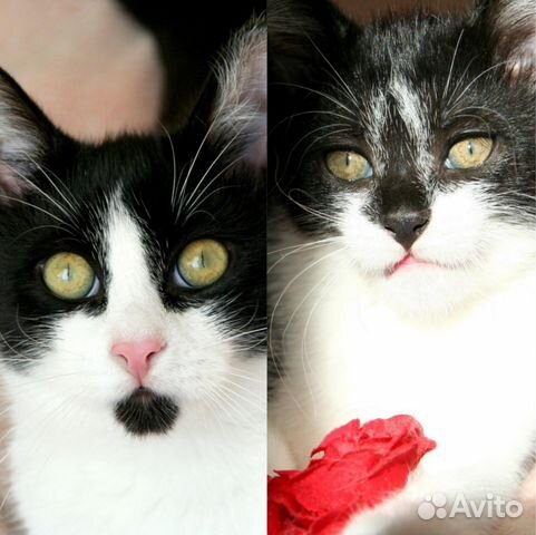 Котята бэтмены
