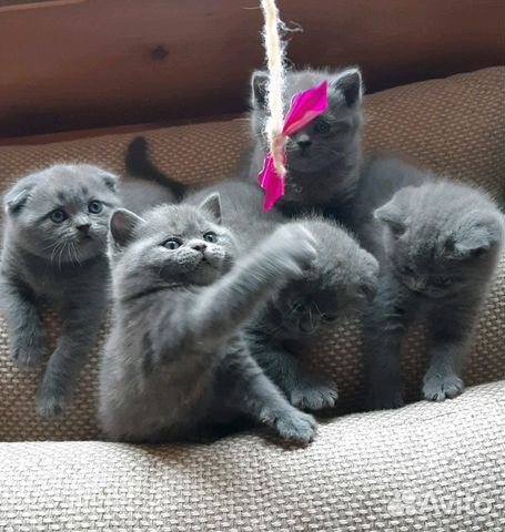 Котята шотландские