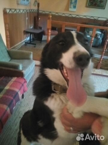 Отдам лайку 12 мес